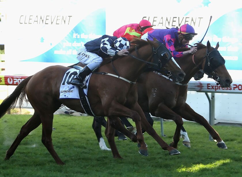 Typhoon Zed sweeps to Manikato victory - ABC News