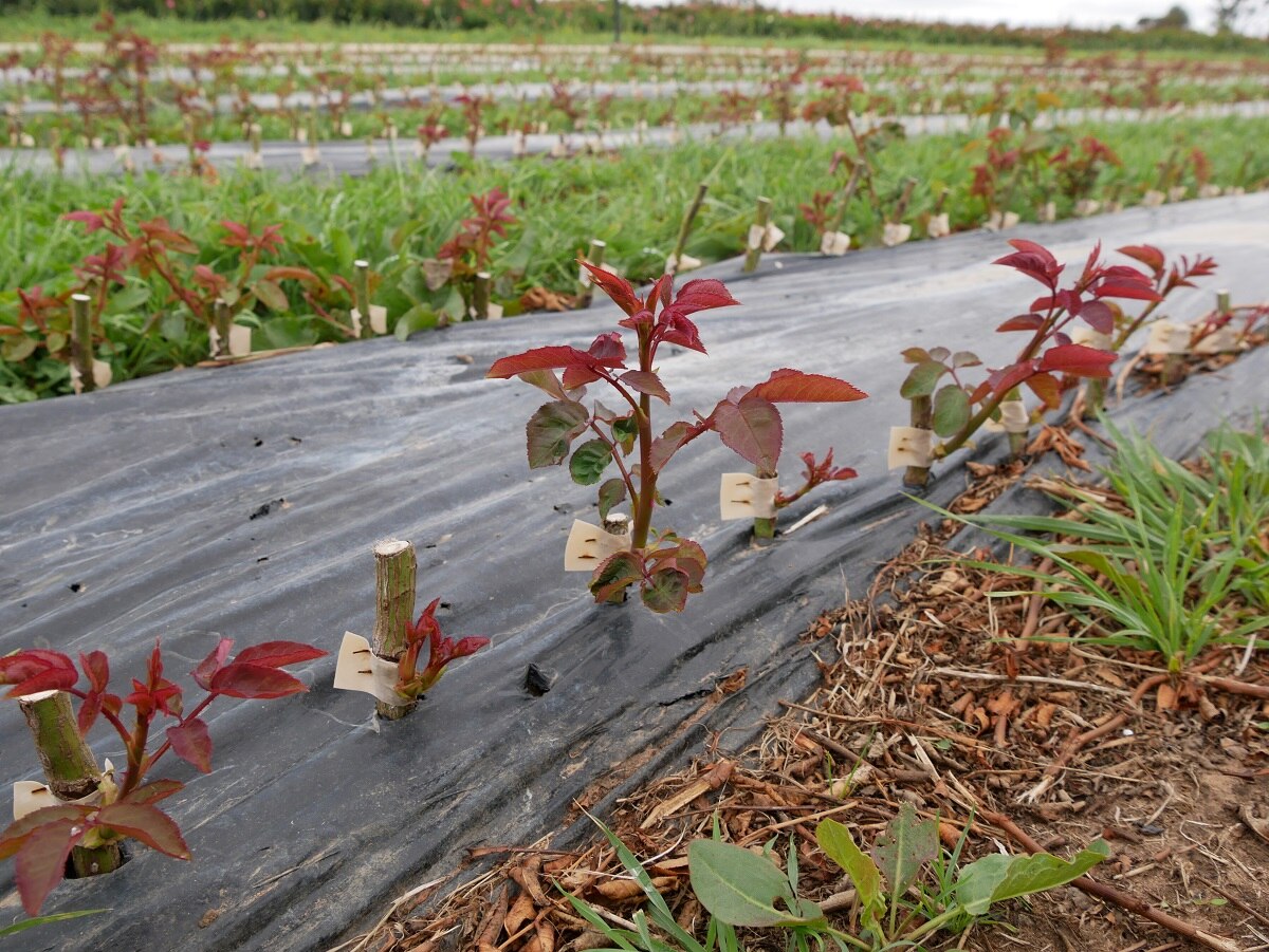 How To Do Budding In Rose Plants