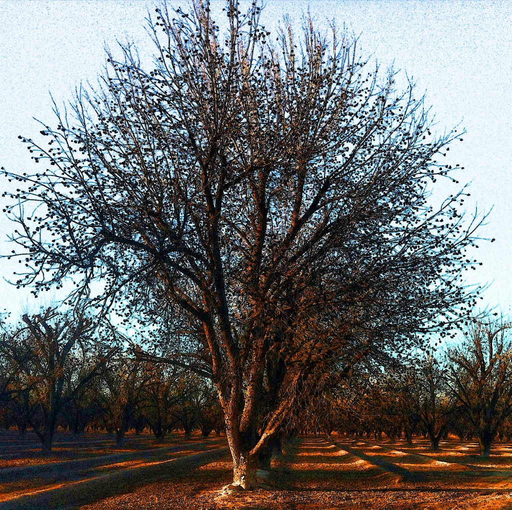 First harvest for SA pecan crop - ABC News