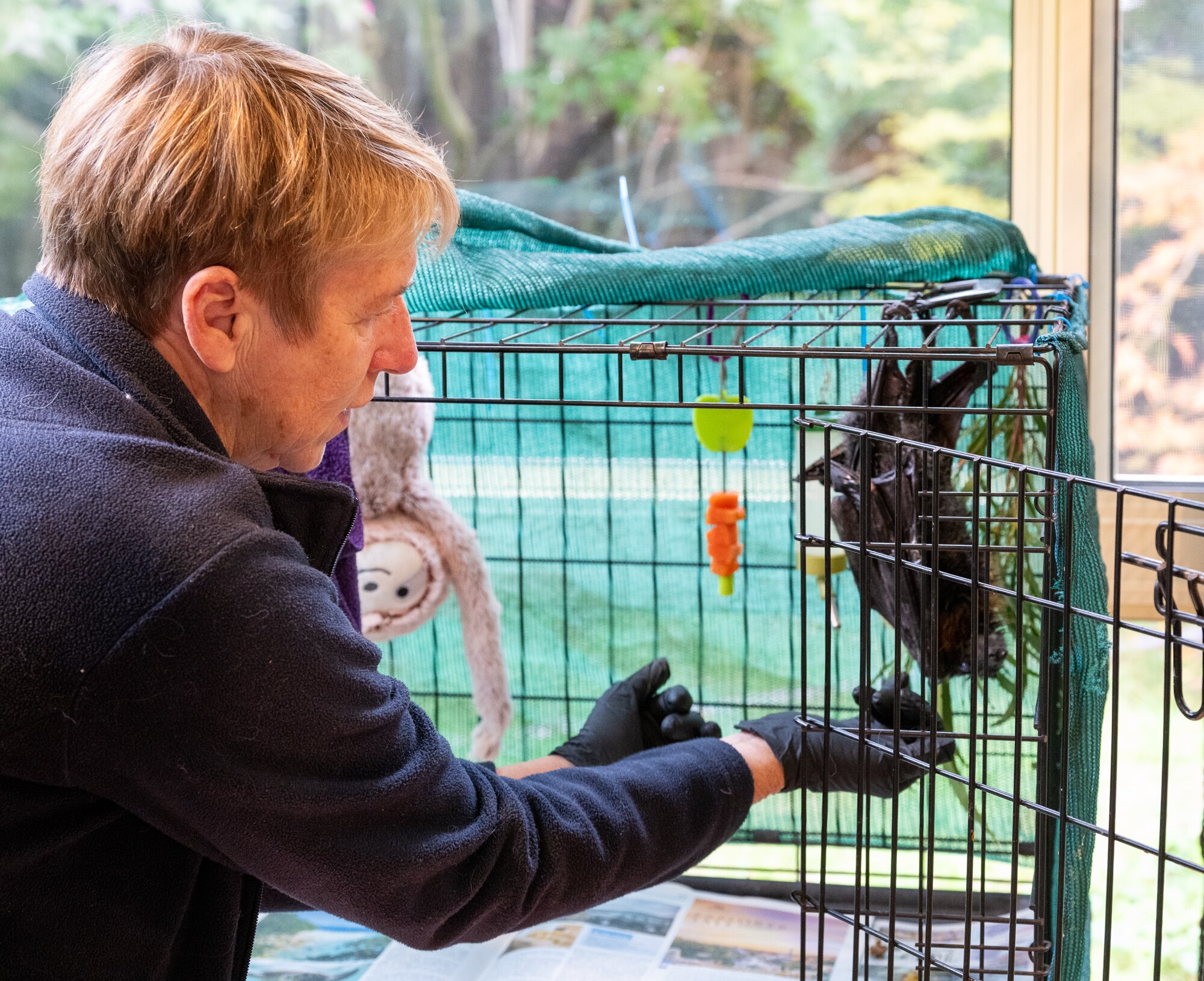 Fruit tree netting that can entangle flying foxes and birds now banned ...