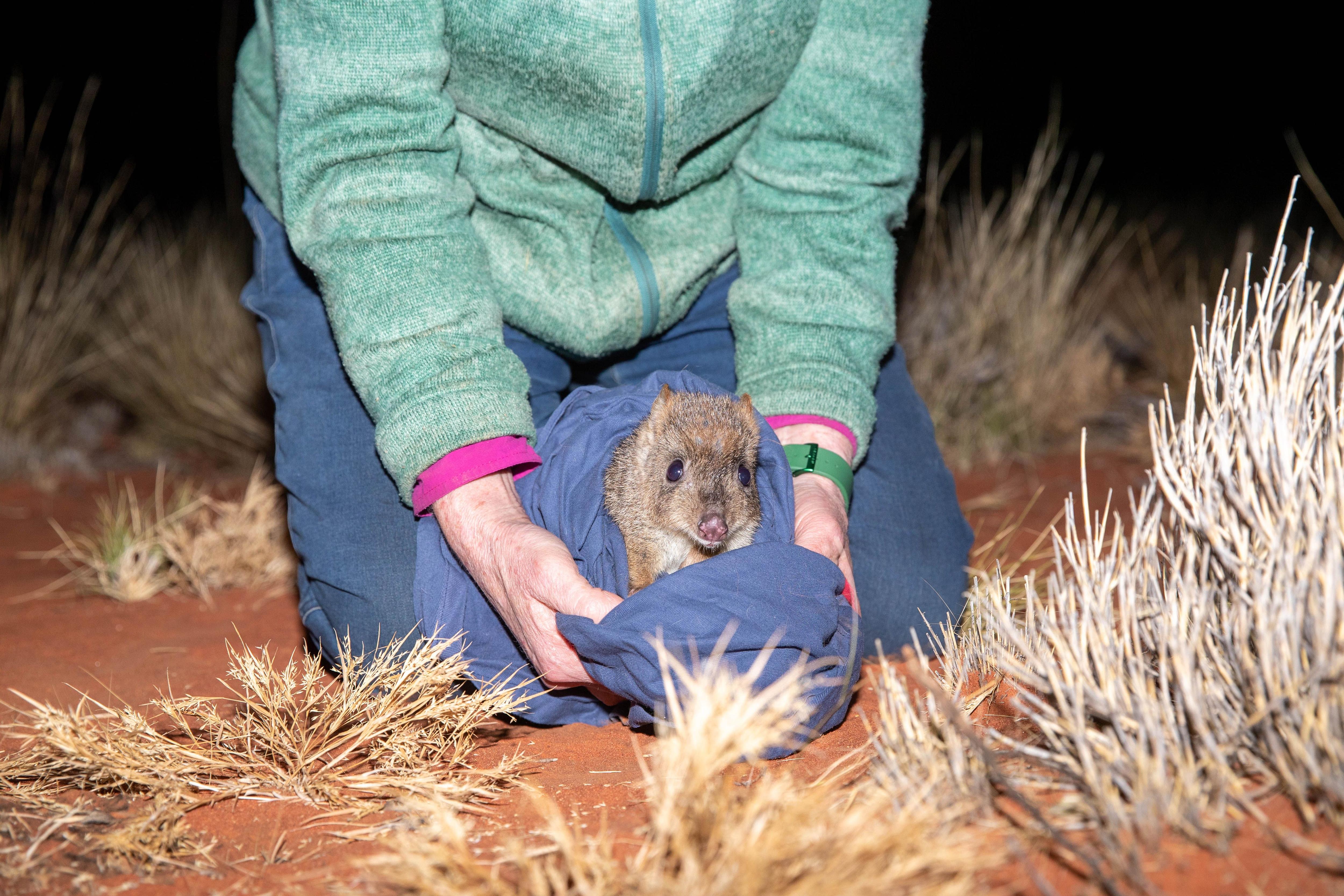 Locally extinct brush-tailed bettongs brought back to…