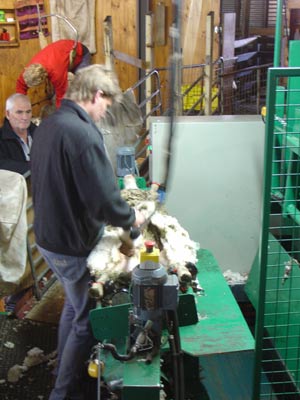 Latest developments in upright shearing - ABC News