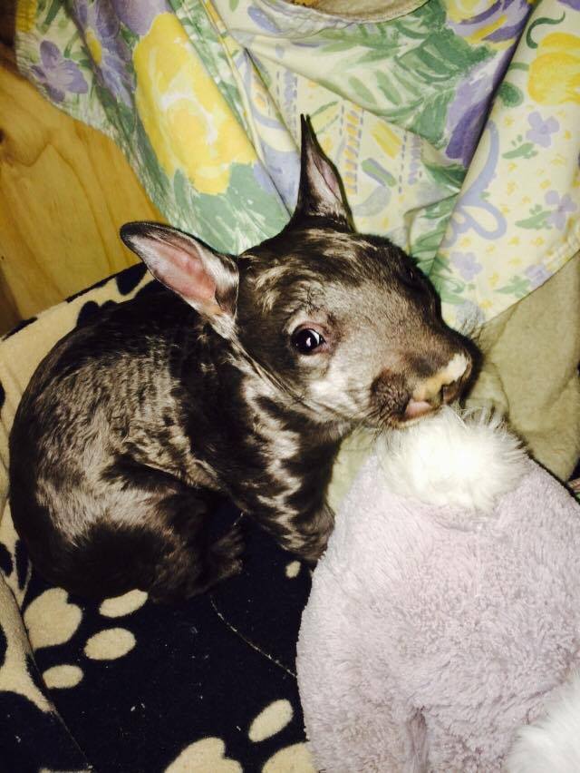Cleaning up wombat poo part of the job for volunteers at central ...