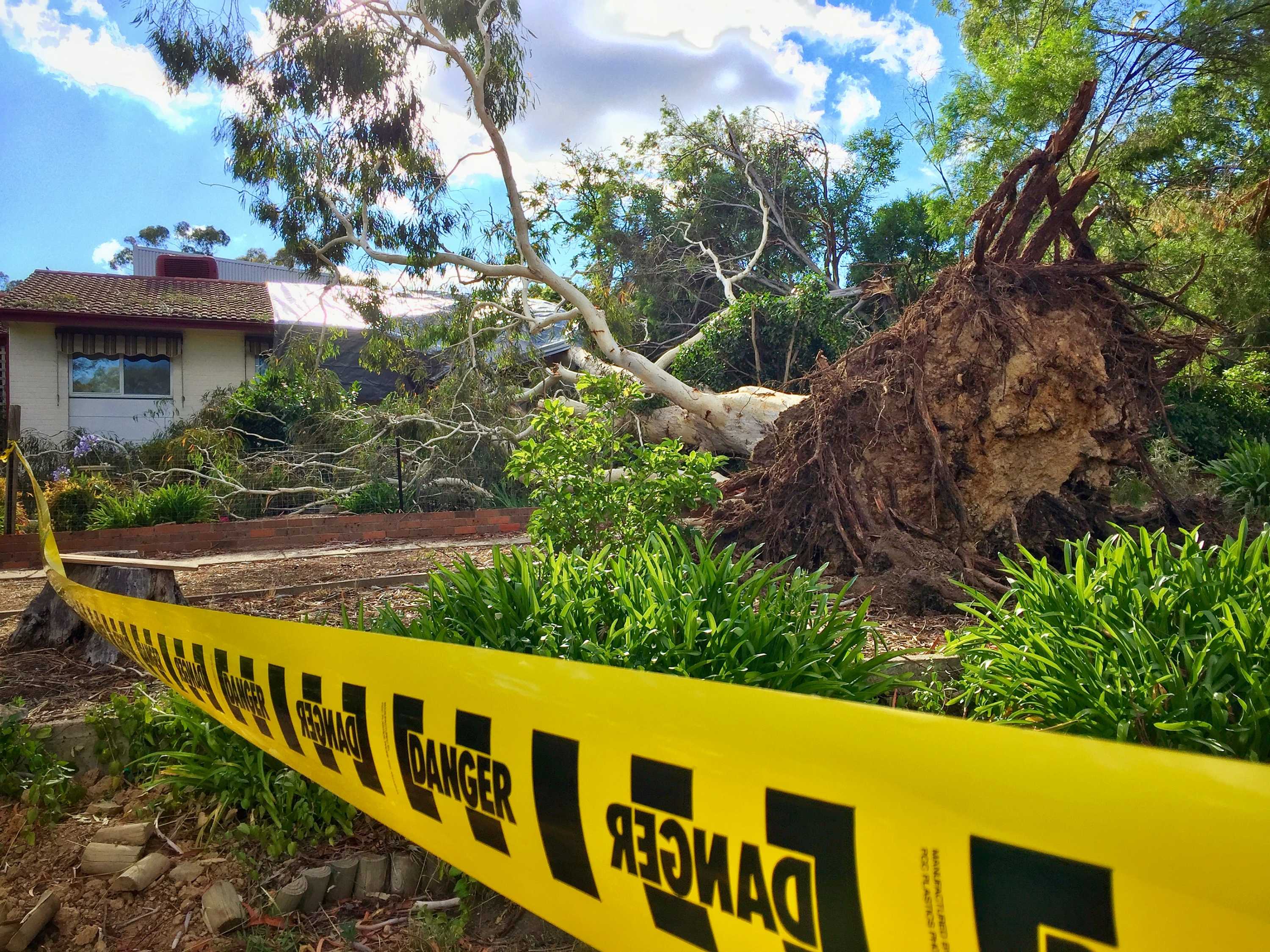 Canberra windstorm fells trees, causes havoc across city; emergency ...