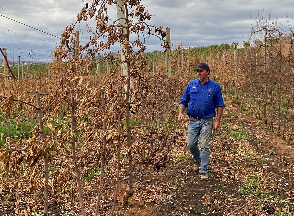 Batlow calls for help as apple orchard town begins long journey to ...