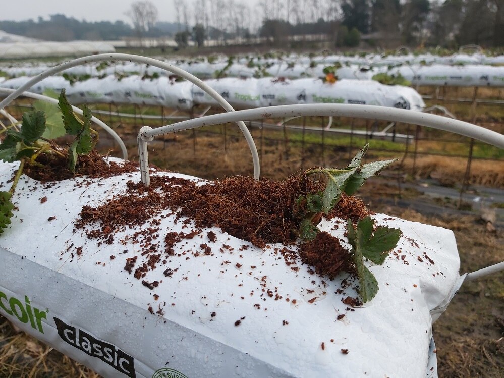 Tasmanian Country Hour with Tony Briscoe - ABC listen