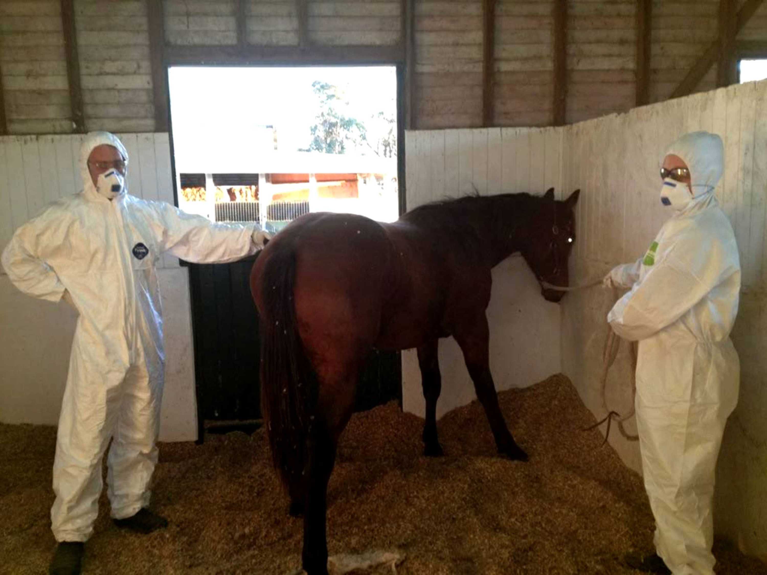 Queensland vet discovers risk of lyssavirus in domestic animals - ABC News