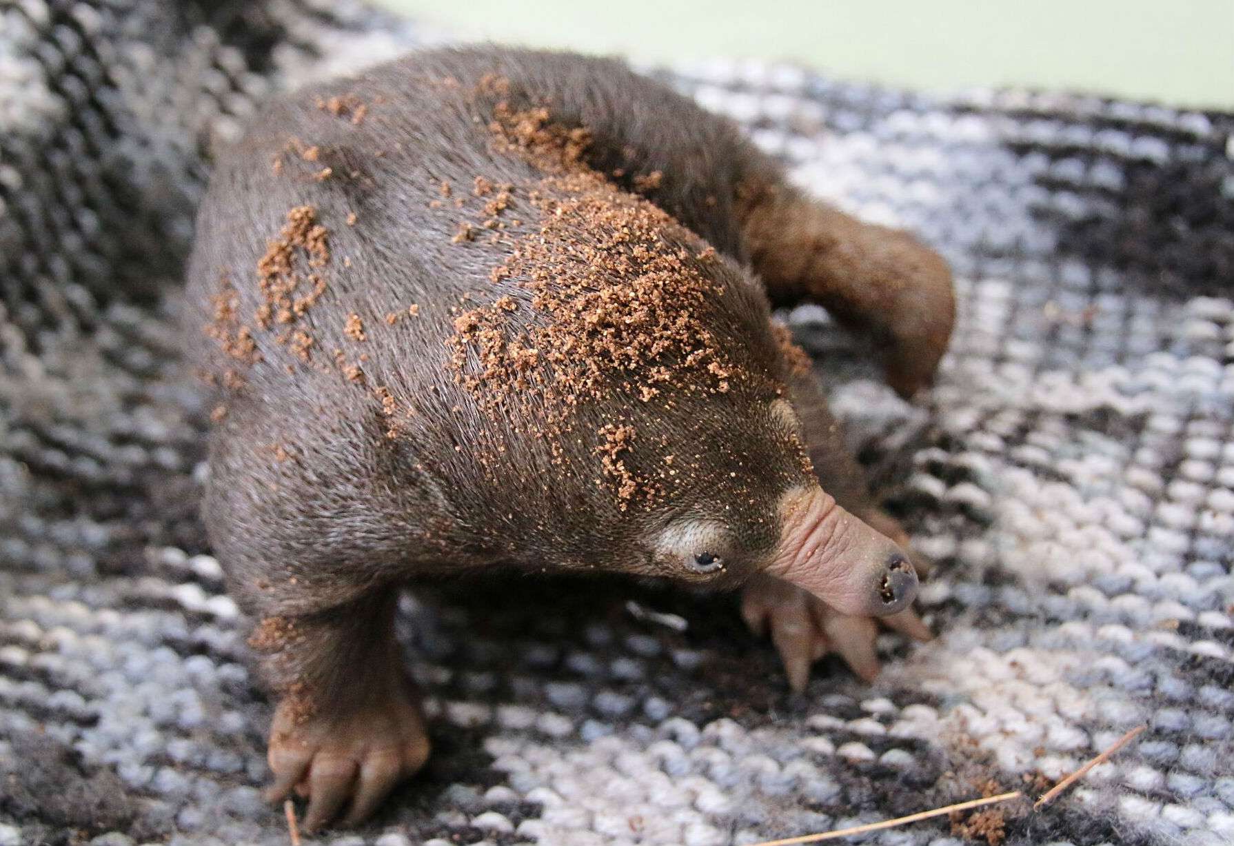Puggle echidnas born at Sydney's Taronga Zoo, after 30-year wait - ABC News