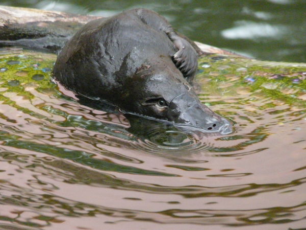 Platypus genome decoded - ABC News
