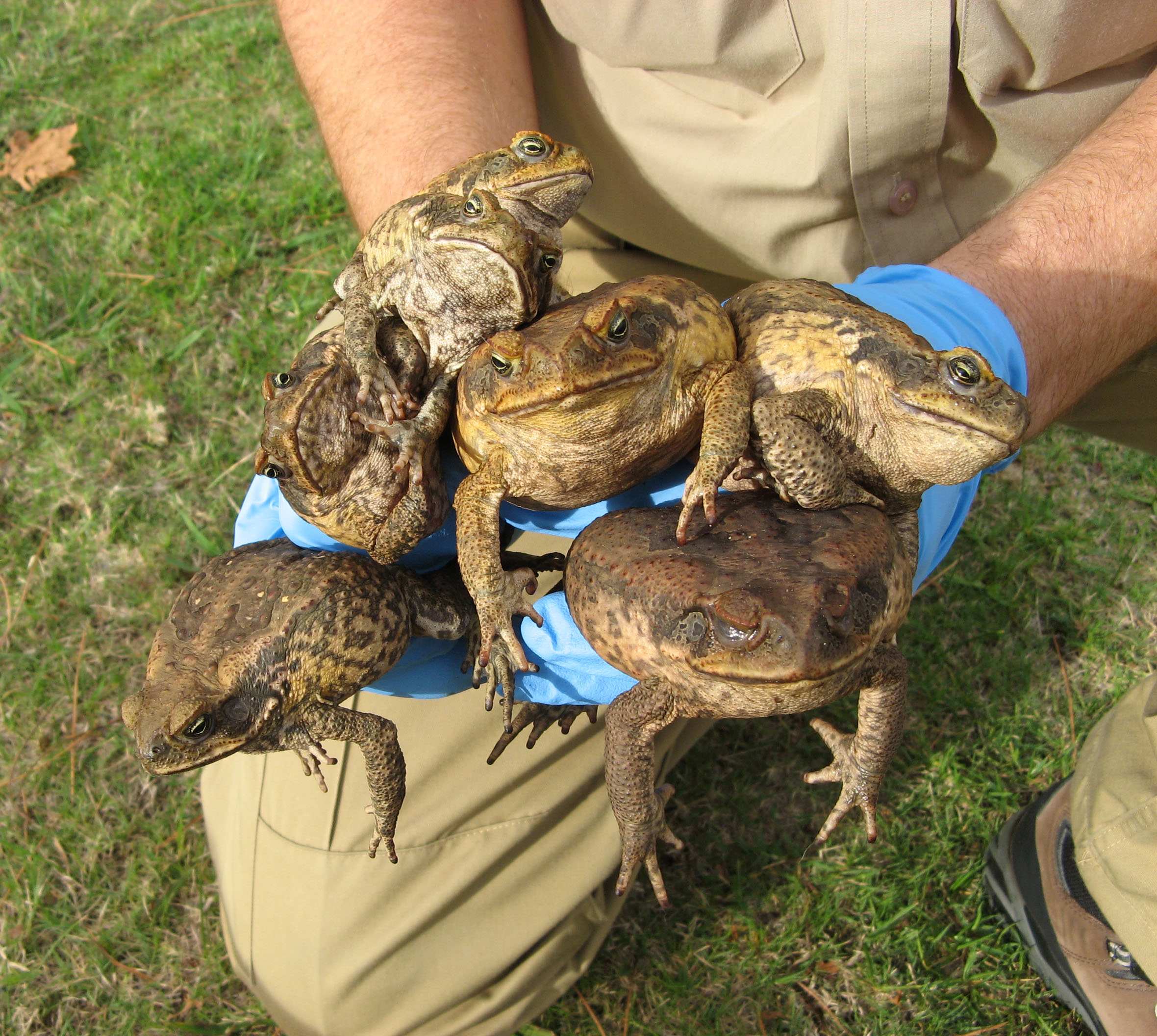 Cane toads found in mango plant consignment from Kununurra - ABC News