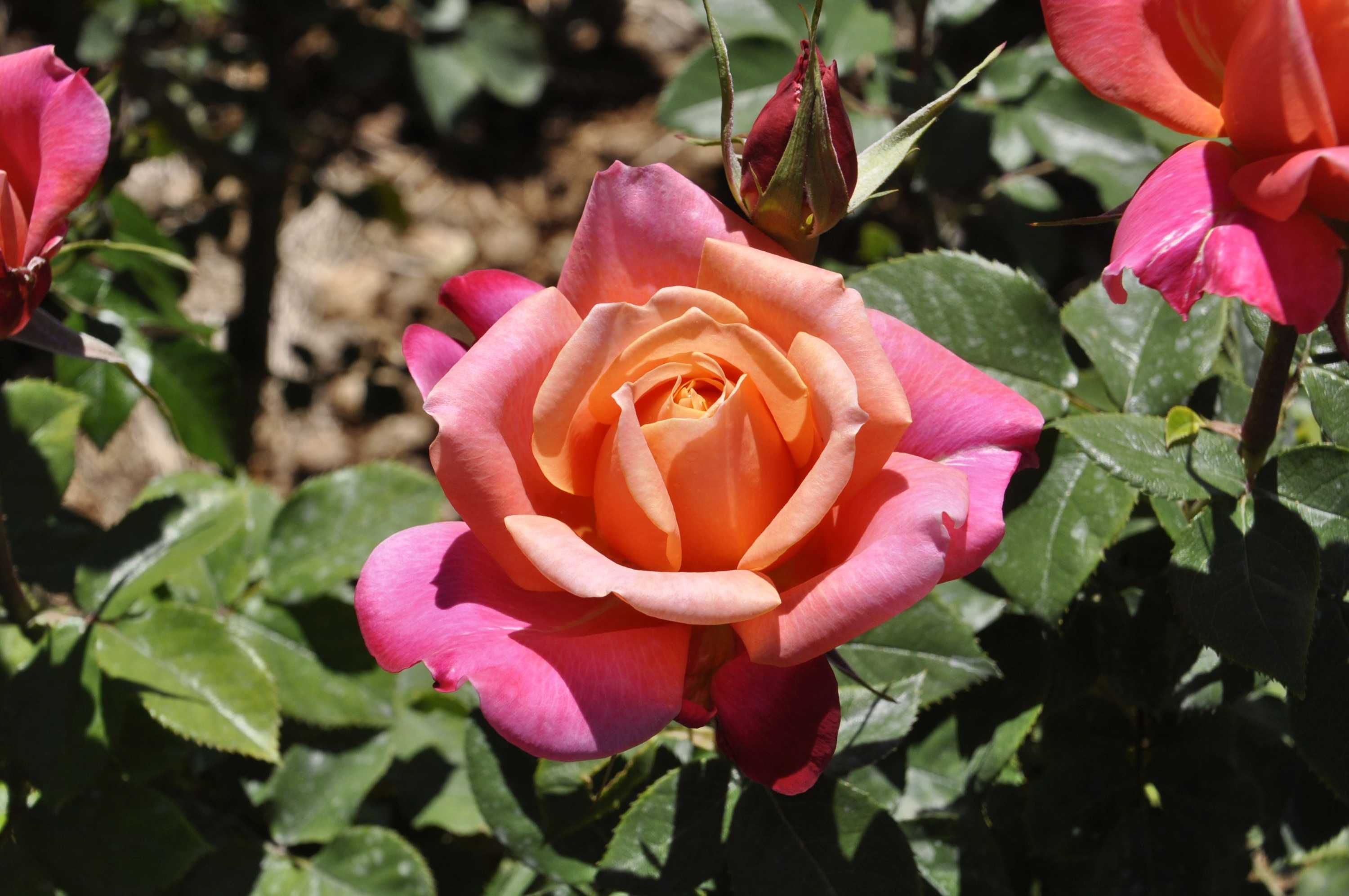 The Governor's Wife rose: A new flower species recognises the work of ...