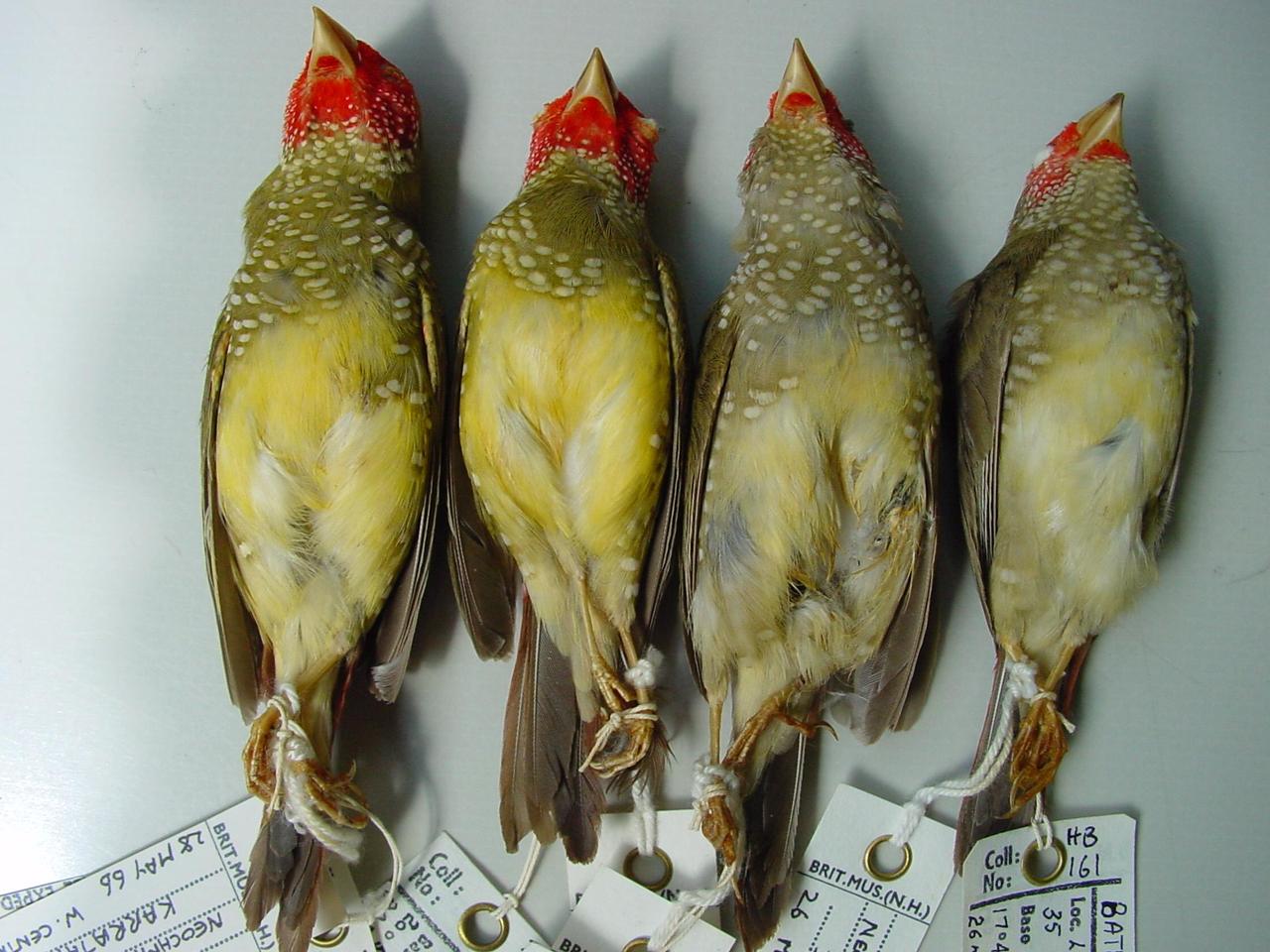 Six more Australian birds thought extinct - ABC News