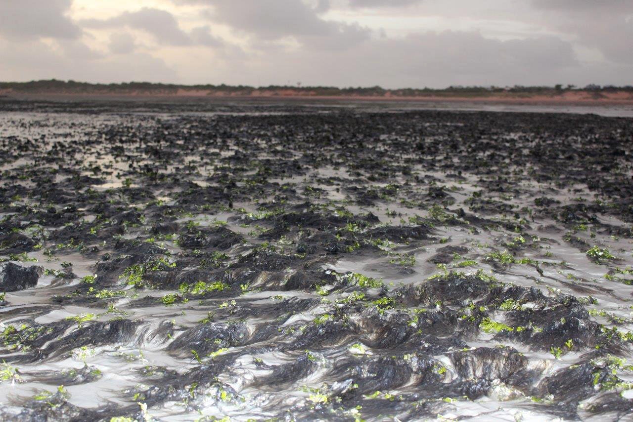 Probe into possible sewerage leak into Broome's Roebuck Bay - ABC News
