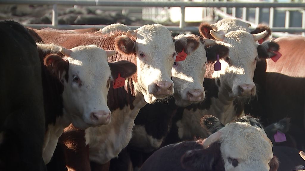 Carbon Neutral Beef: Red meat producers are going carbon neutral but ...