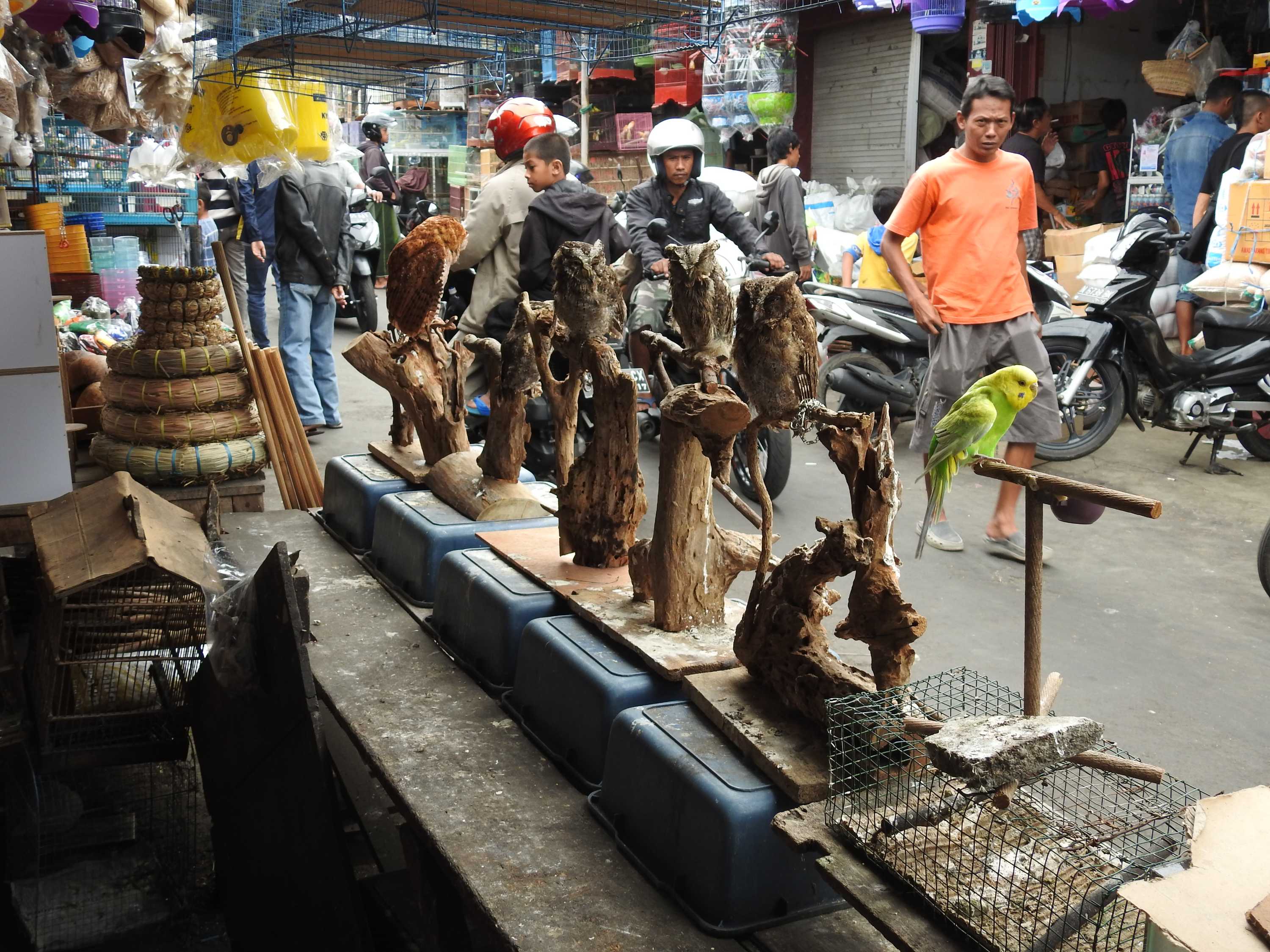 Illegal Indonesian bird trade threatens survival of endangered species ...