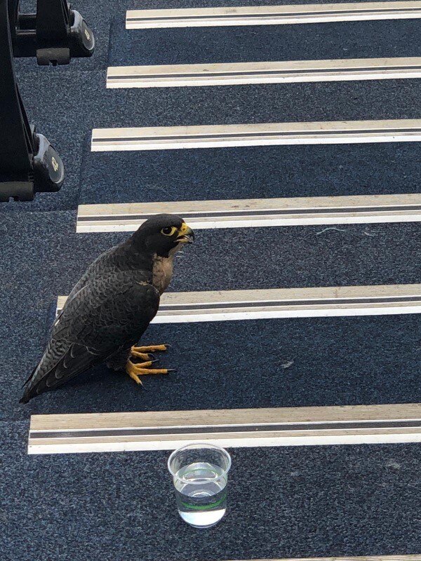 Peregrine falcon rescued from Taylor Swift concert - ABC listen