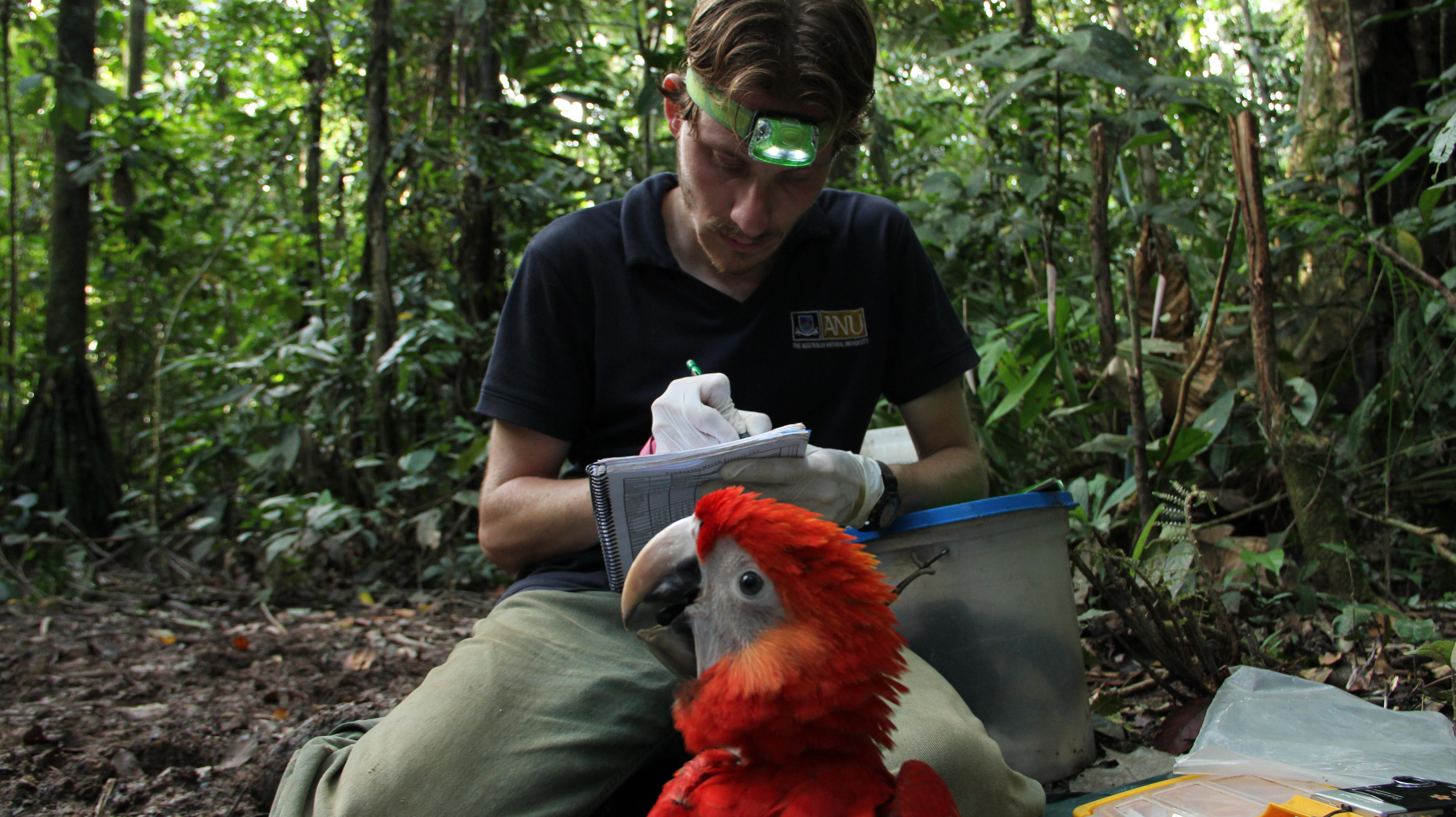 Canberra scientists using DNA to fight trafficked parrot trade - ABC News
