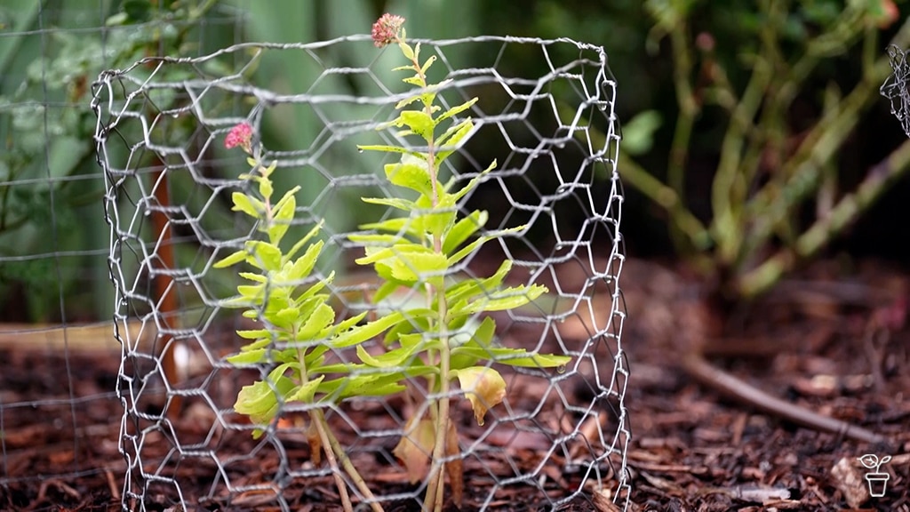 FAQs - Rabbits | Clumping Bamboo | Feeding Chickens & Goats - Gardening ...