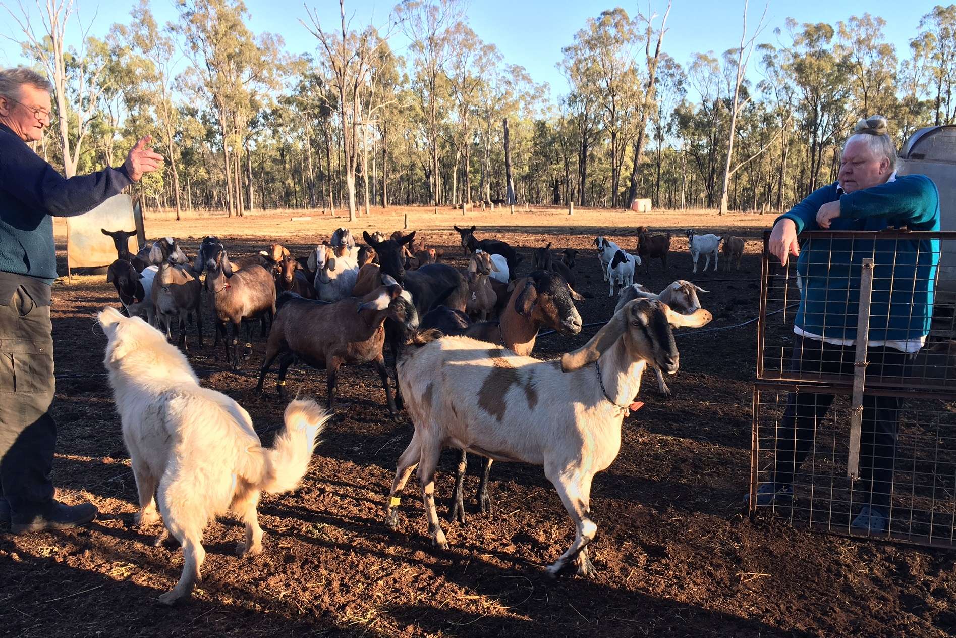 Demand for Australia's high quality live dairy goats on rise across ...