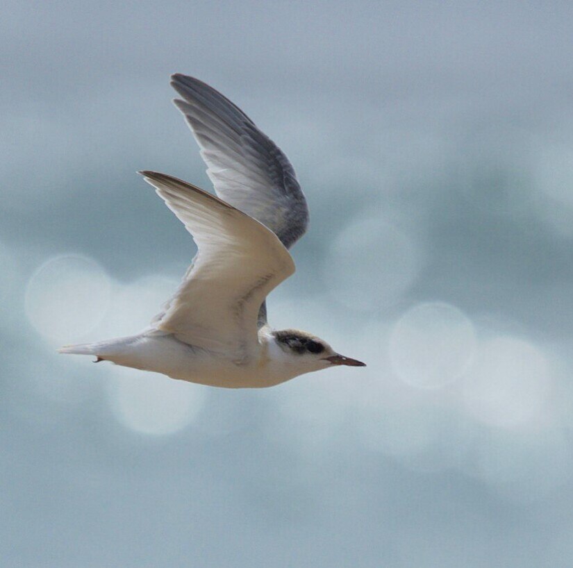 Endangered little terns record highly successful NSW breeding season ...