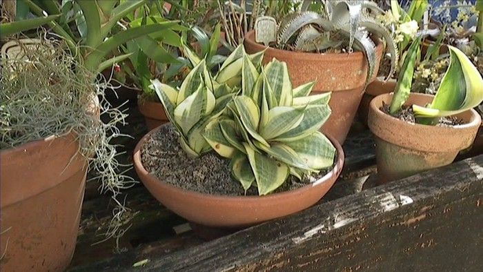 Perfect Plants for Pots - Gardening Australia