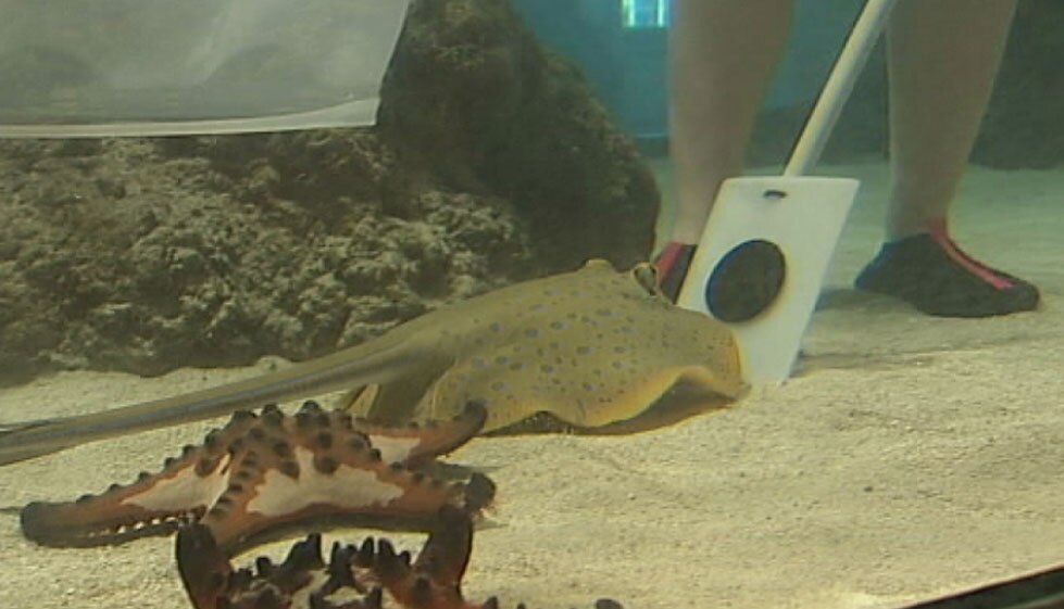 Stingrays trained to follow targets for food as researchers test ...