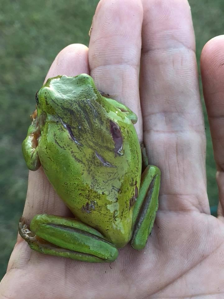Animal catcher performs CPR to revive frog regurgitated by snake - ABC News