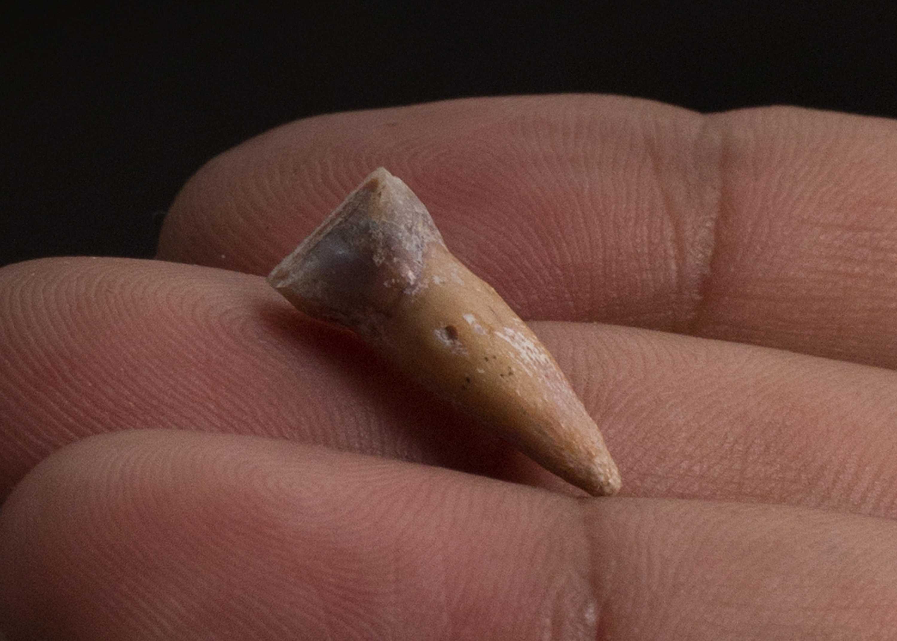 Hobbit discovery: Hopes 700,000-year-old find could shed new light on ...