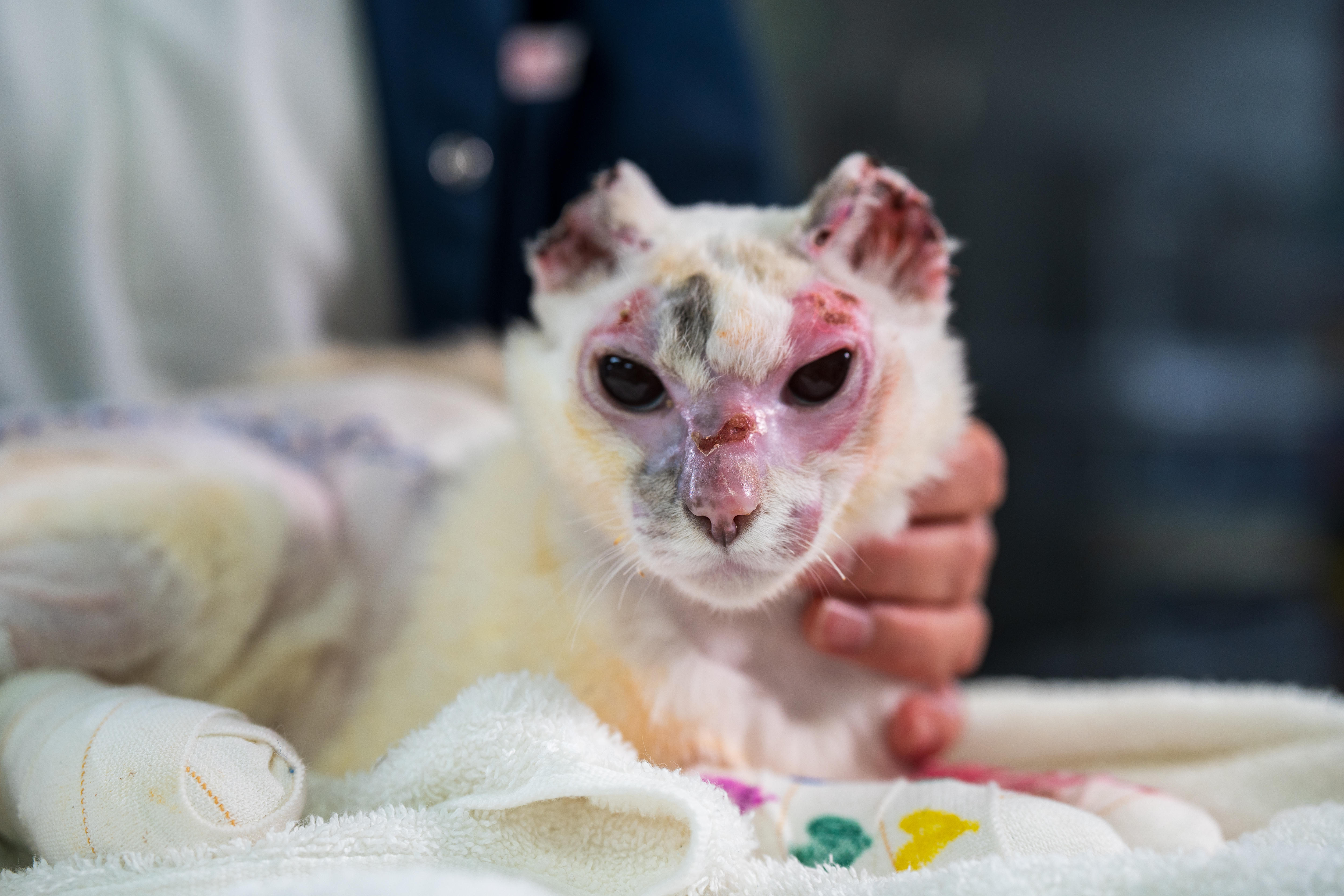 Woman who lost home in Koolewong bushfire reunited with cat seriously ...