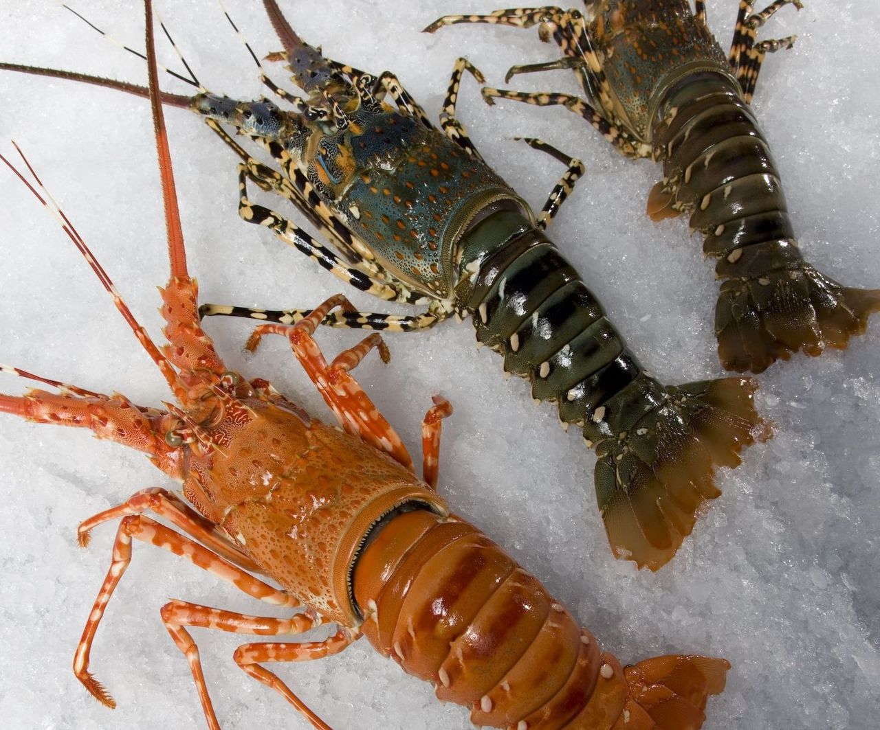 Genetic secrets of colour-savvy lobsters - ABC News