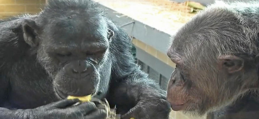 Chimp keepers hope for a perfect match - ABC News