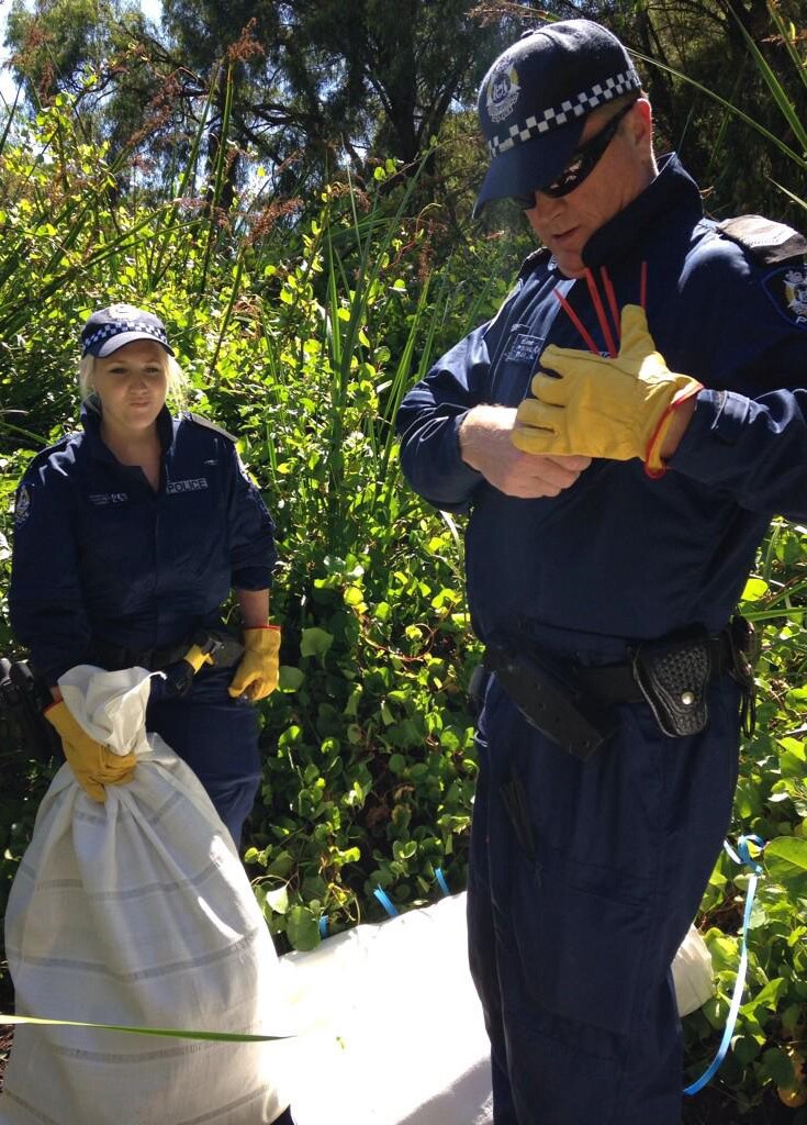 WA police seize more than $1 million worth of marijuana plants near ...