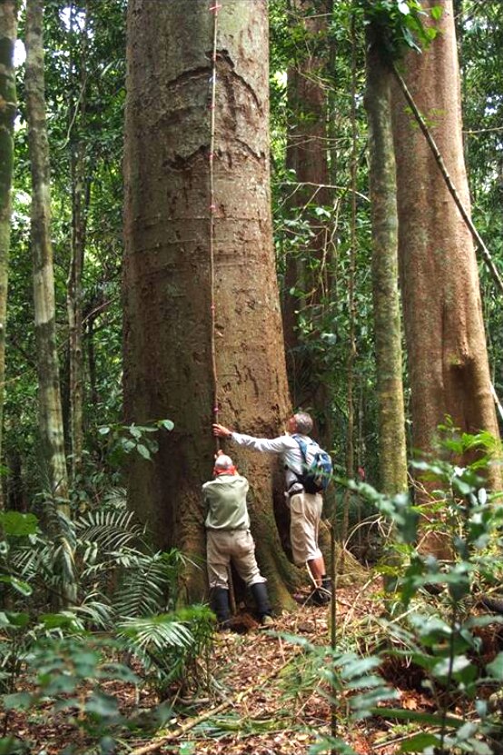 Photogrammetry saves ancient Indigenous dendroglyph in a far north ...