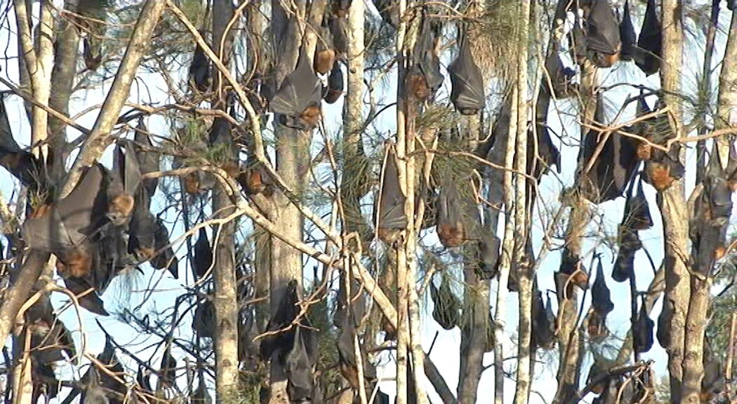 Flying foxes increasing in urban areas means more potential conflict ...