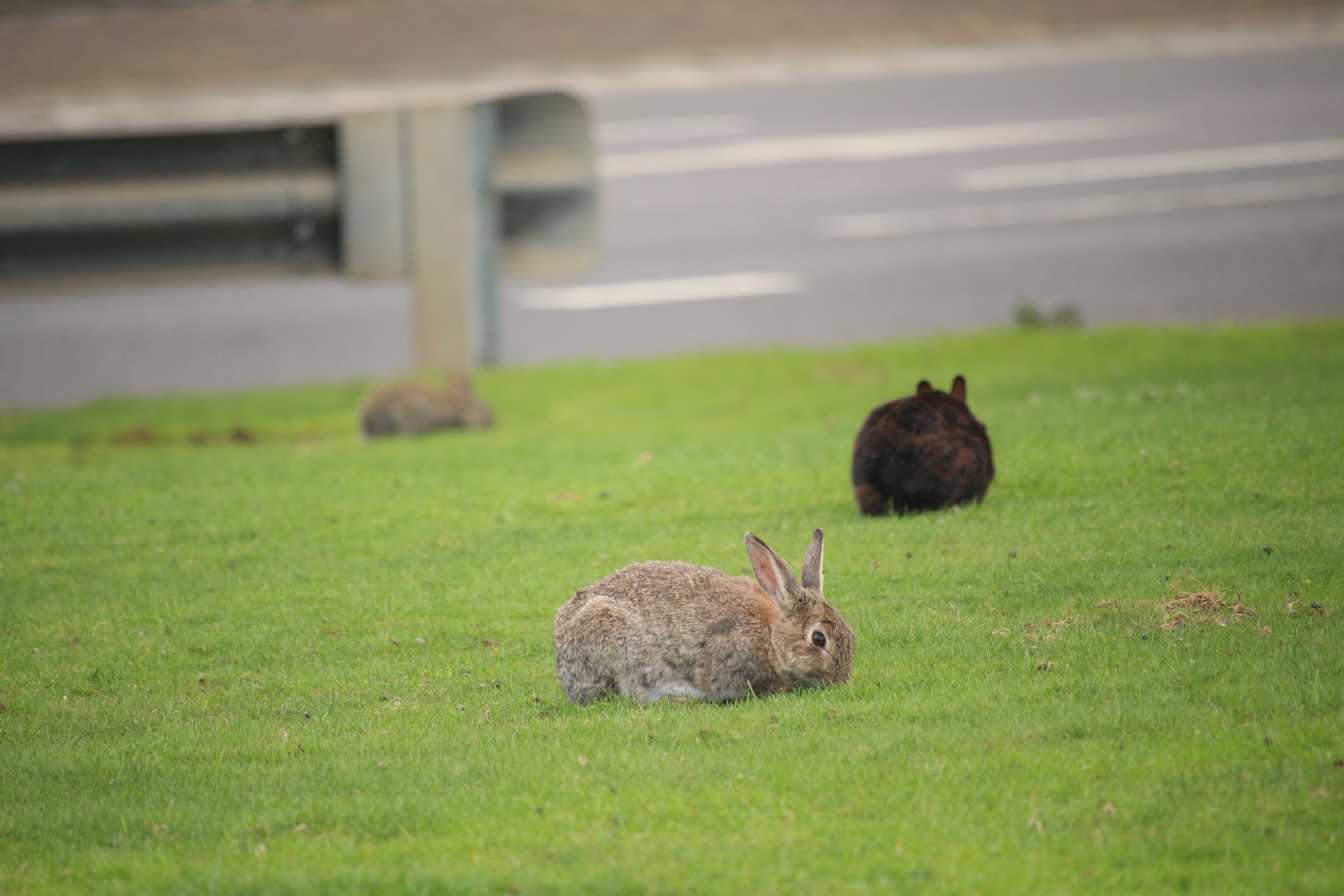 Calicivirus release underway to control rabbit problem in Tasmania ...