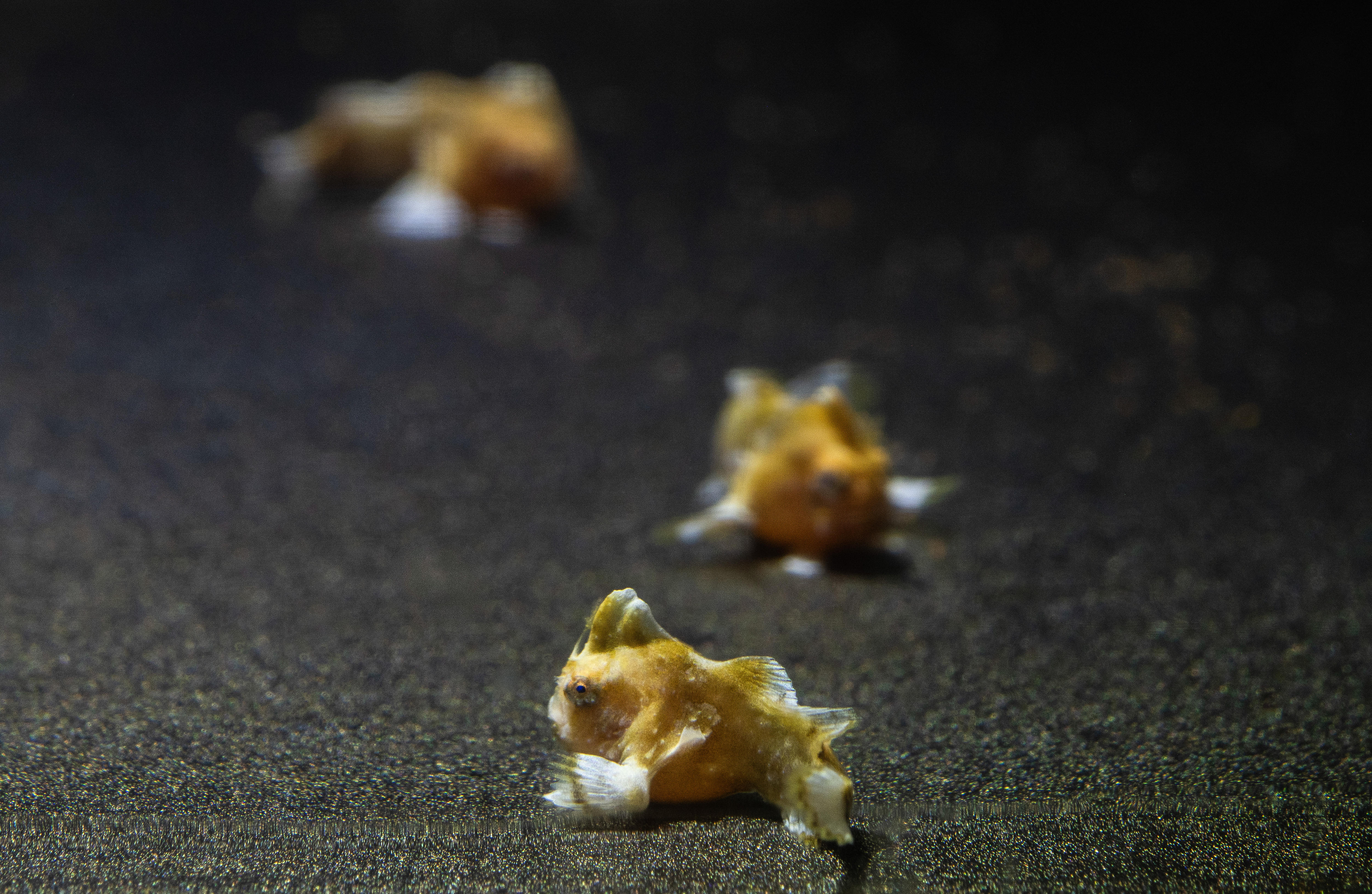 Hundreds of baby red handfish 'thriving' in captive-breeding program in ...