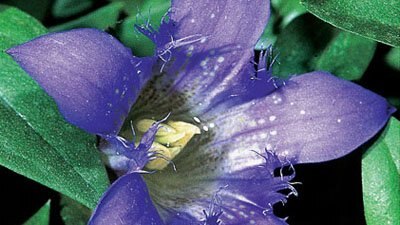 Gentiana - Gardening Australia