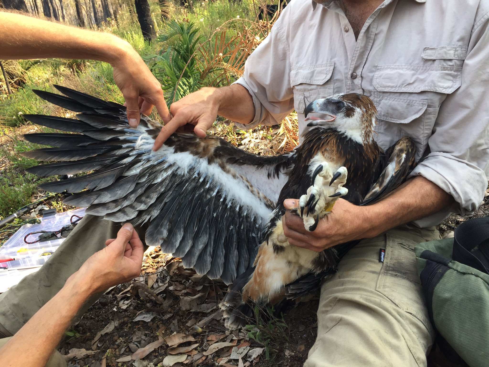 Wedge-tailed eagles tracked by researcher not afraid to spend time in ...