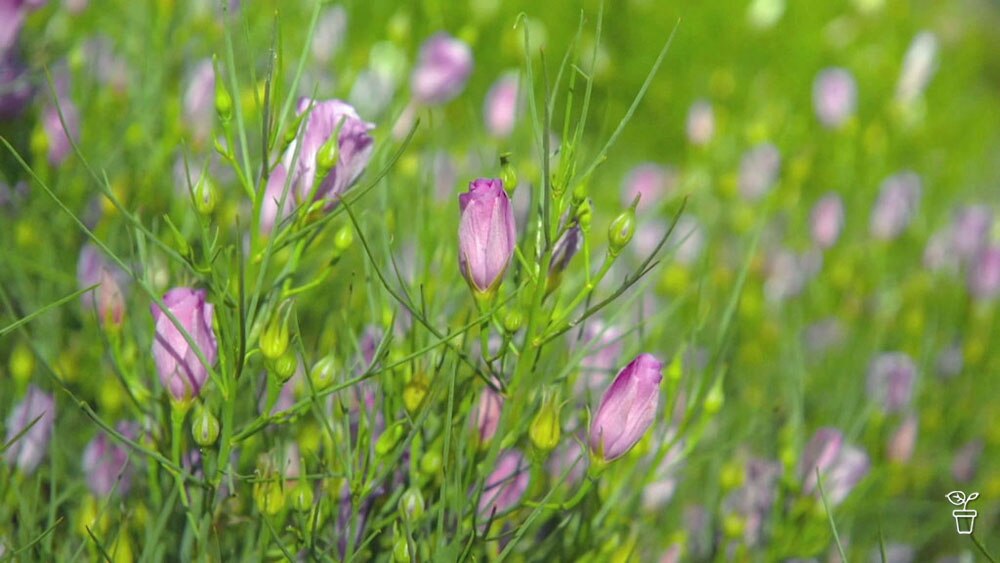 Plant Profile | Native Hibiscus - Gardening Australia