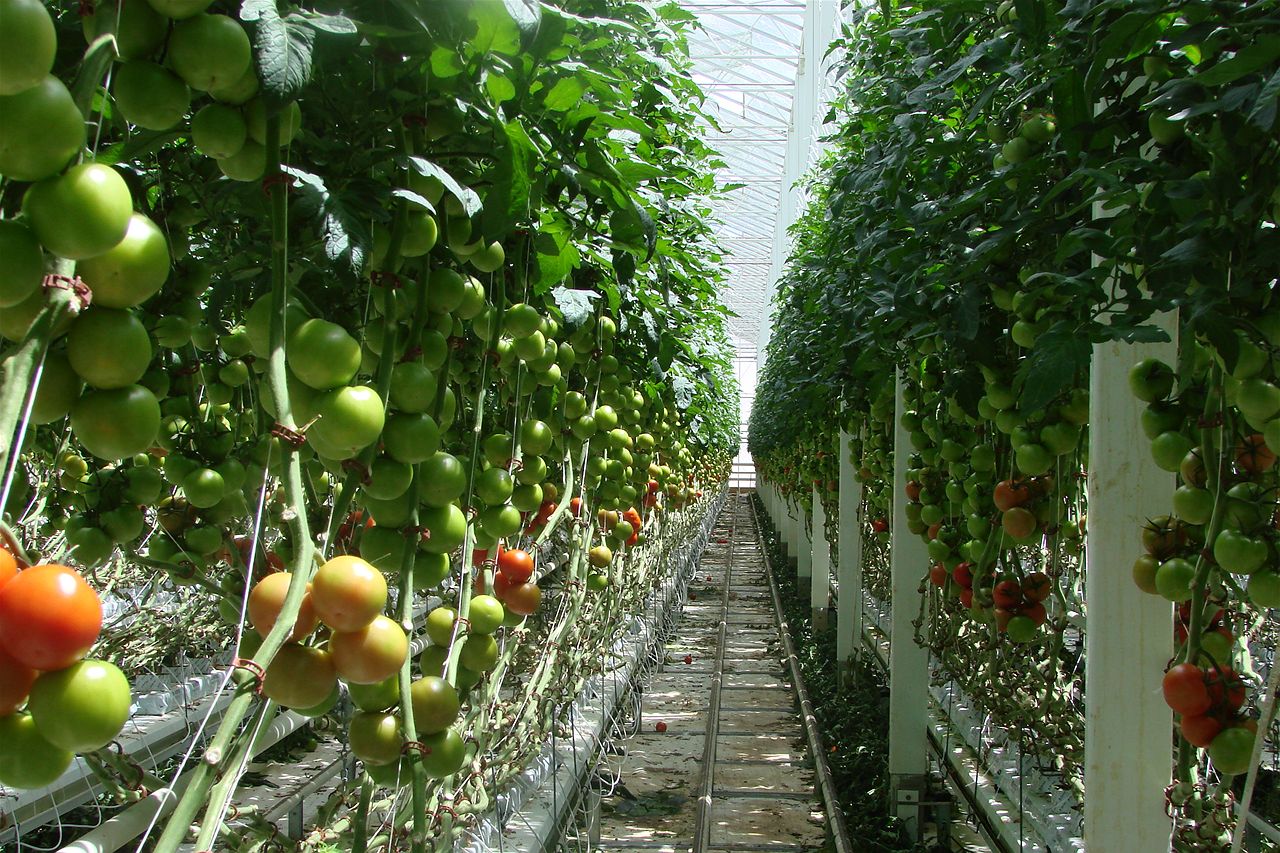 Fruit and vegetable giant Costa announces $2.25 share price ahead of ...