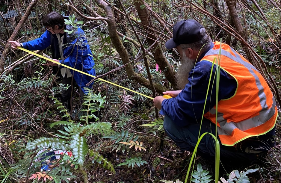 Ancient clonal tree, King's lomatia, excites scientists in Tasmania's ...