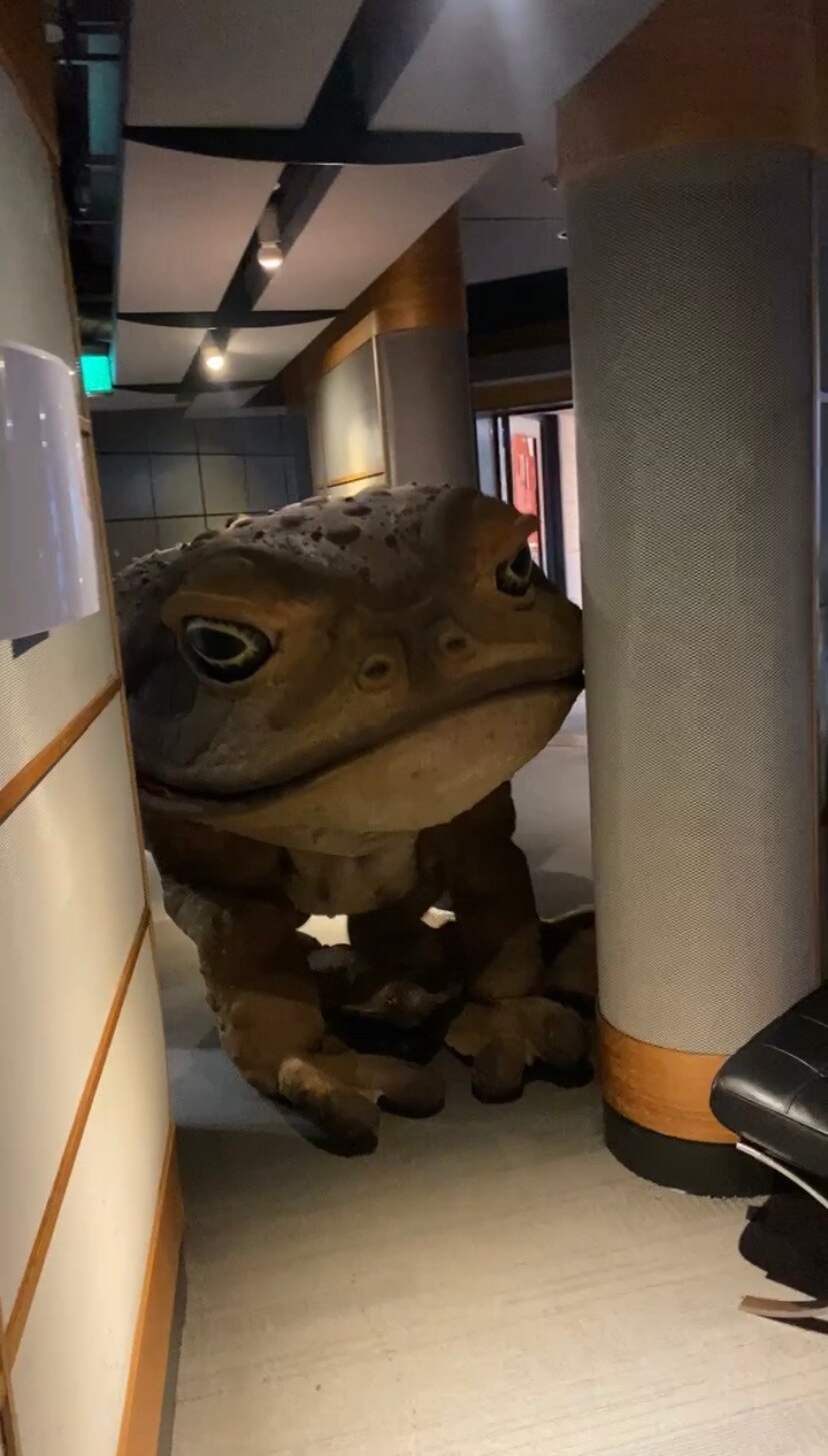 Giant cane toad features in new Snuff Puppets show - ABC listen