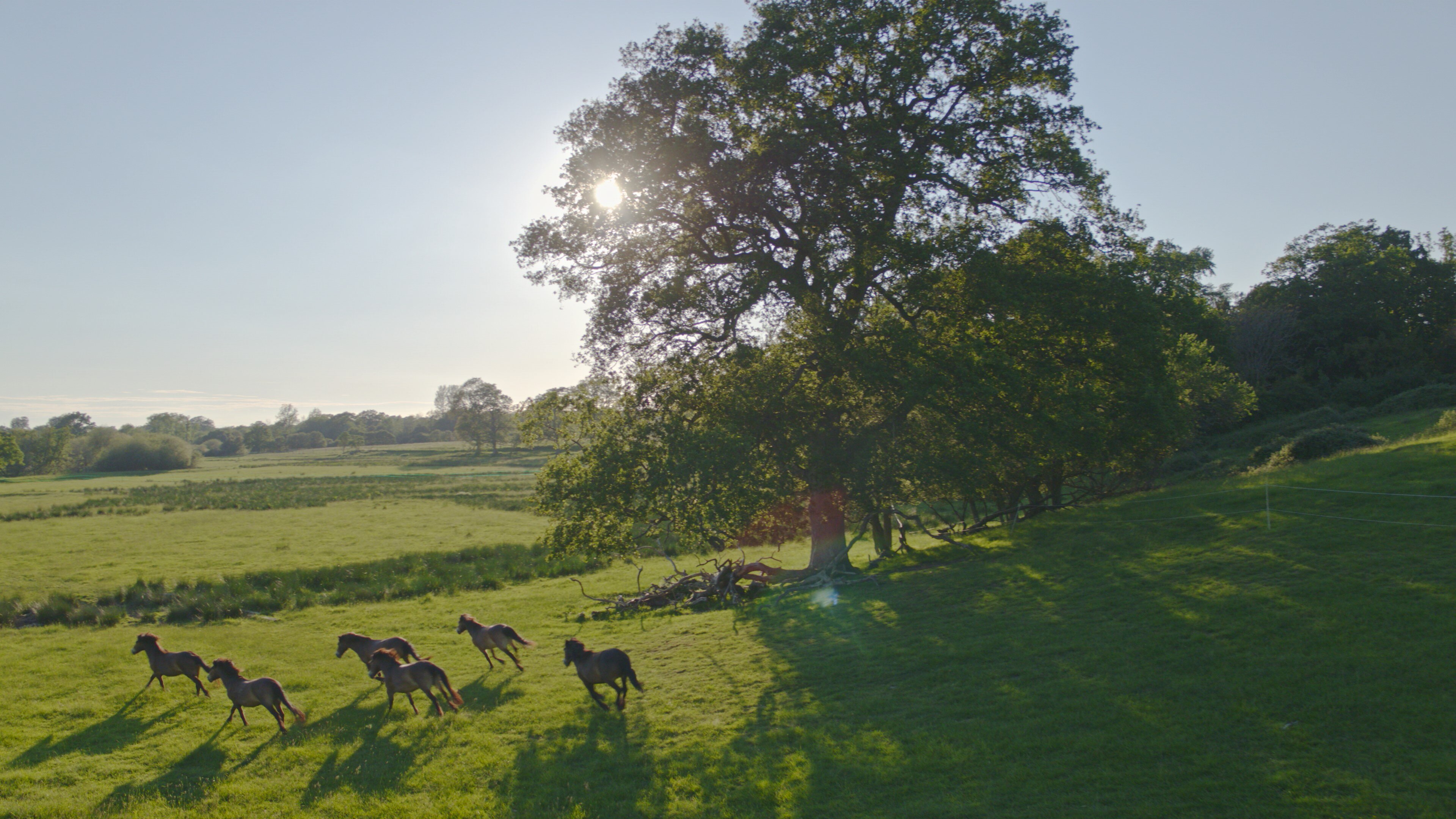Wilding, based on Isabella Tree's book, shows how one failing farm ...