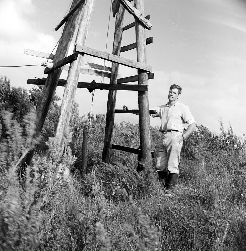 Ancient clonal tree, King's lomatia, excites scientists in Tasmania's ...