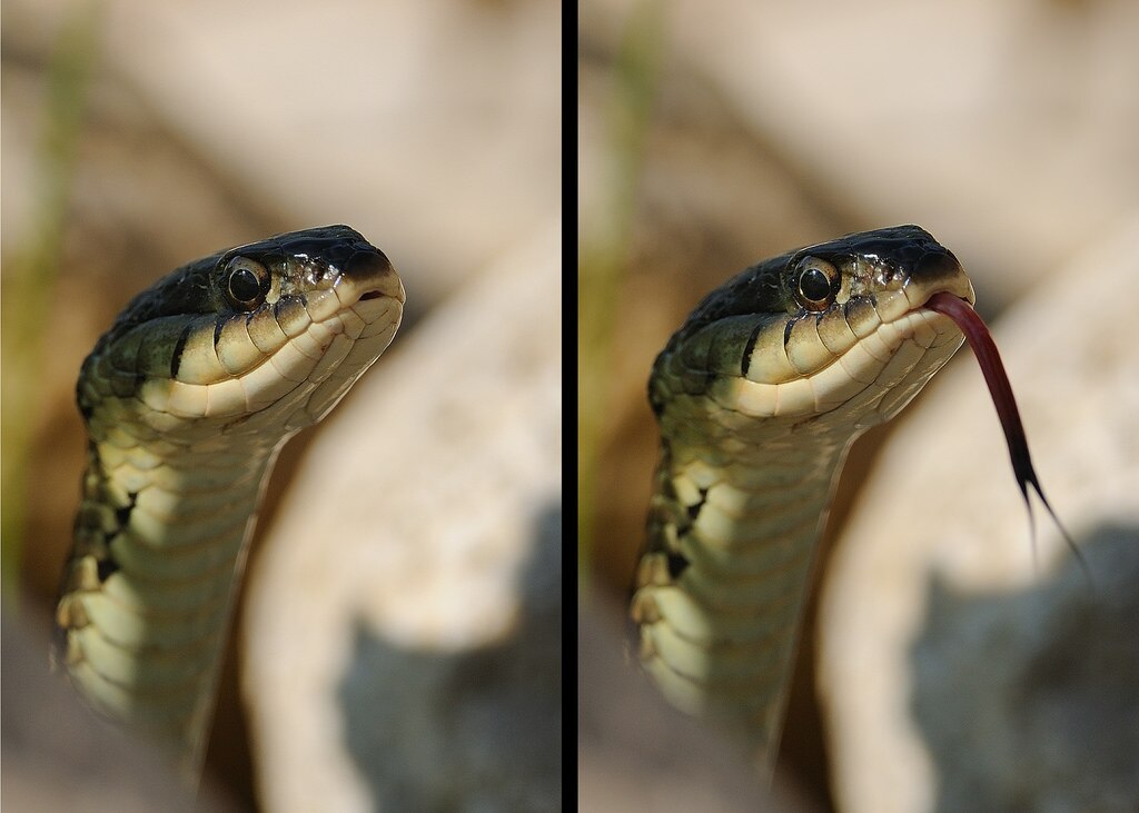 How do snakes make an "sssss" sound with their tongue poking out? - ABC ...
