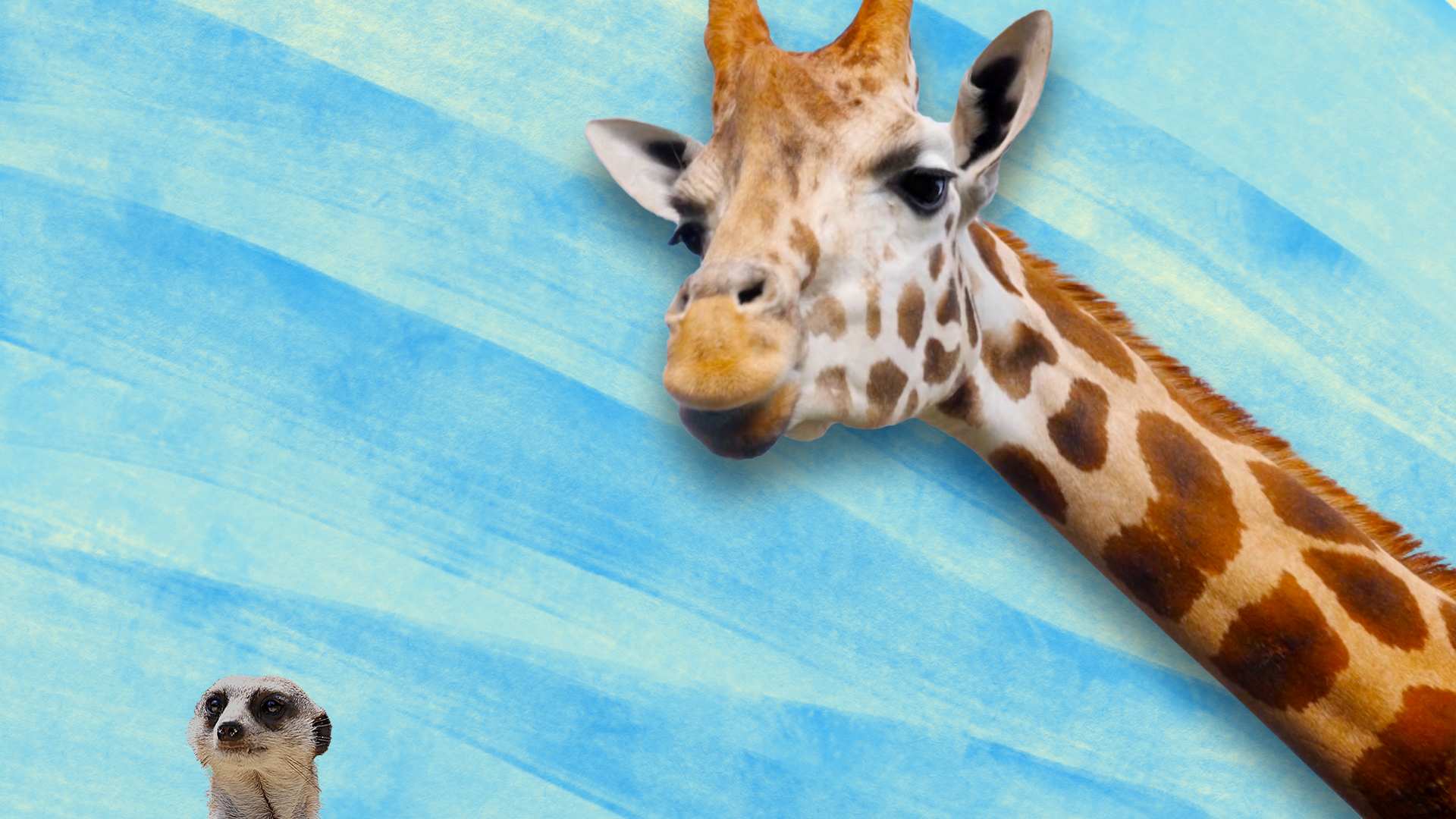 Zoos During Coronavirus - Behind The News