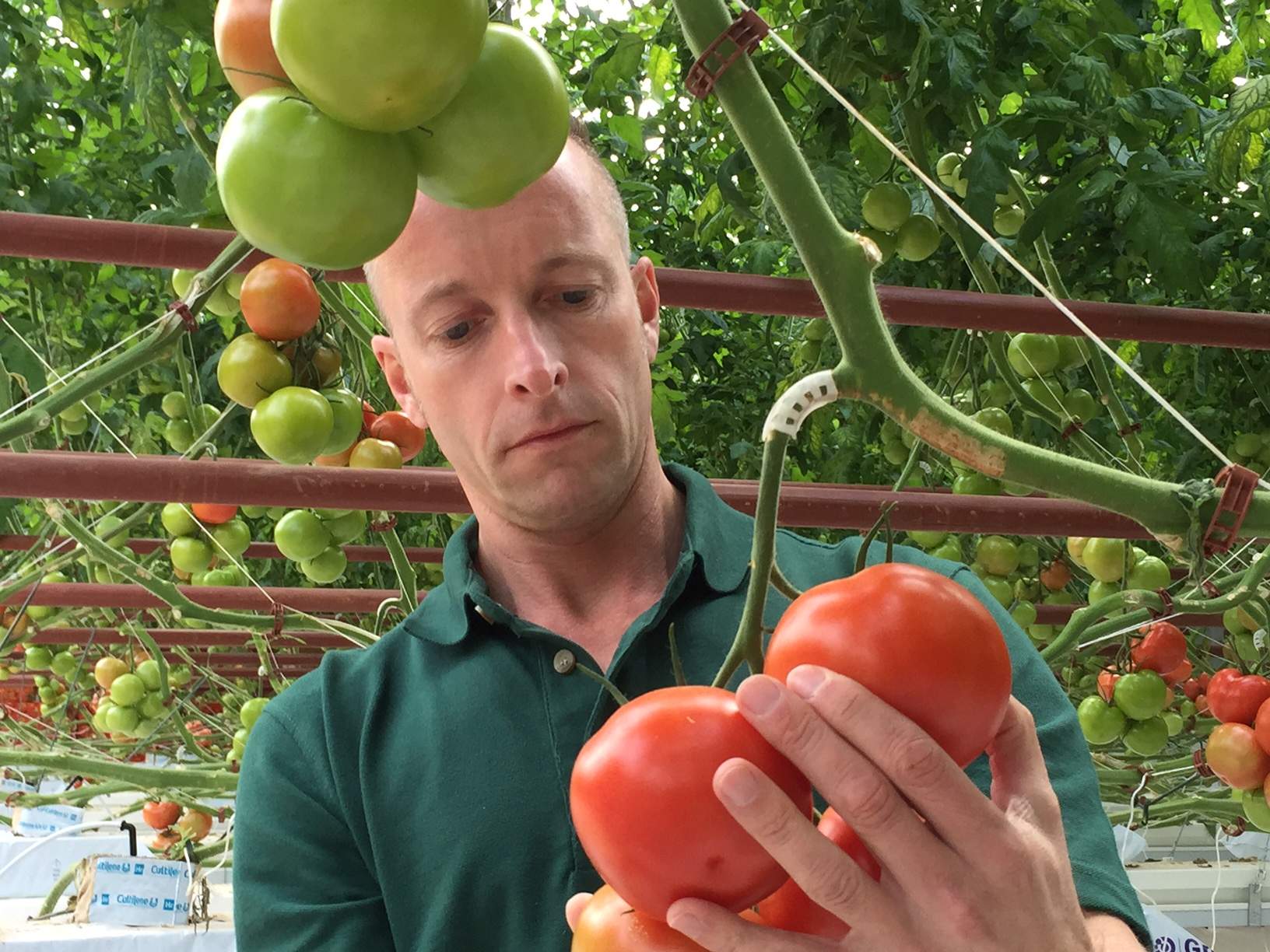 Sundrop Farms pioneering solar-powered greenhouse to grow food without ...