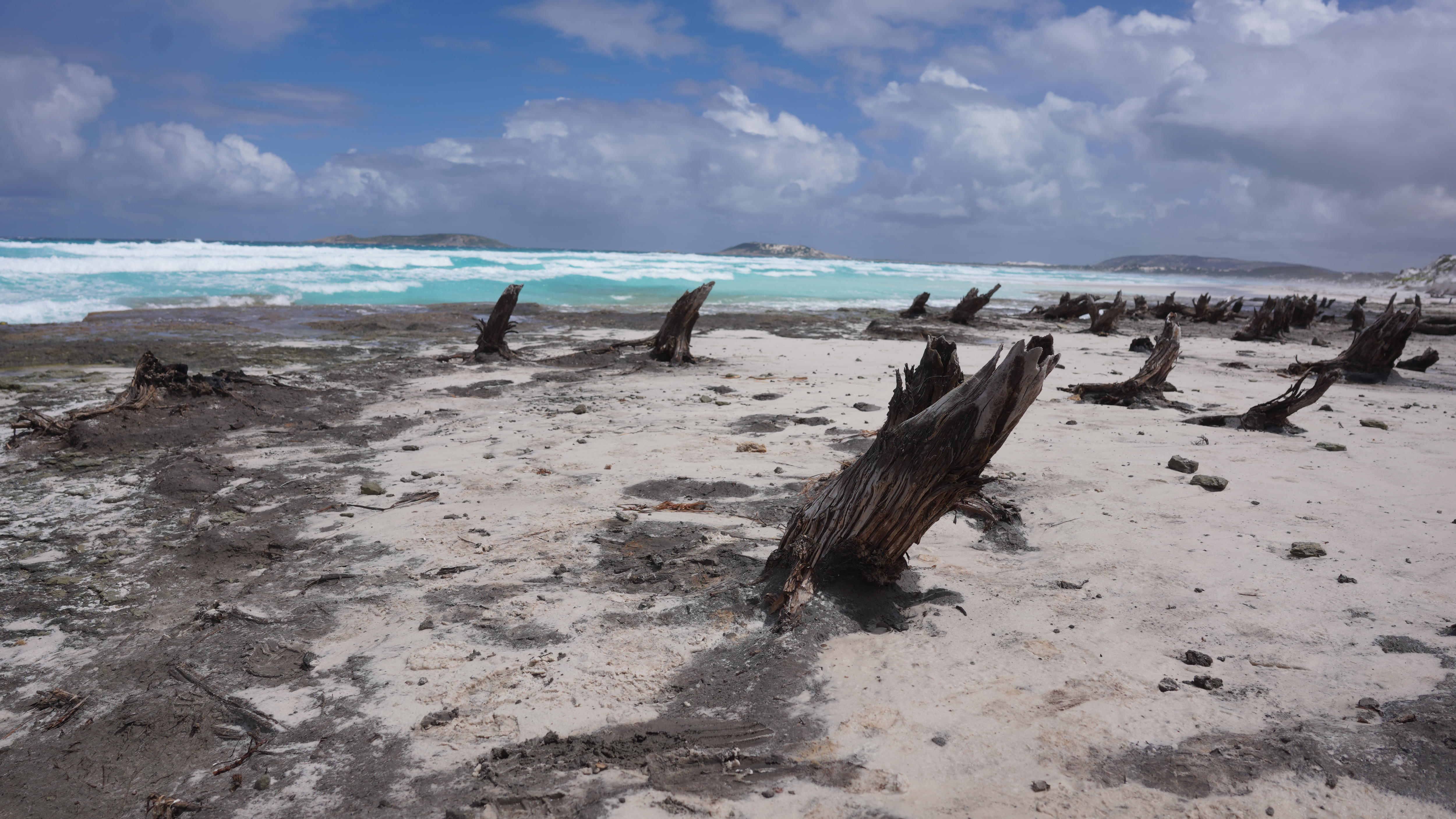 Ancient tree stumps older than the pyramids exposed on popular ...