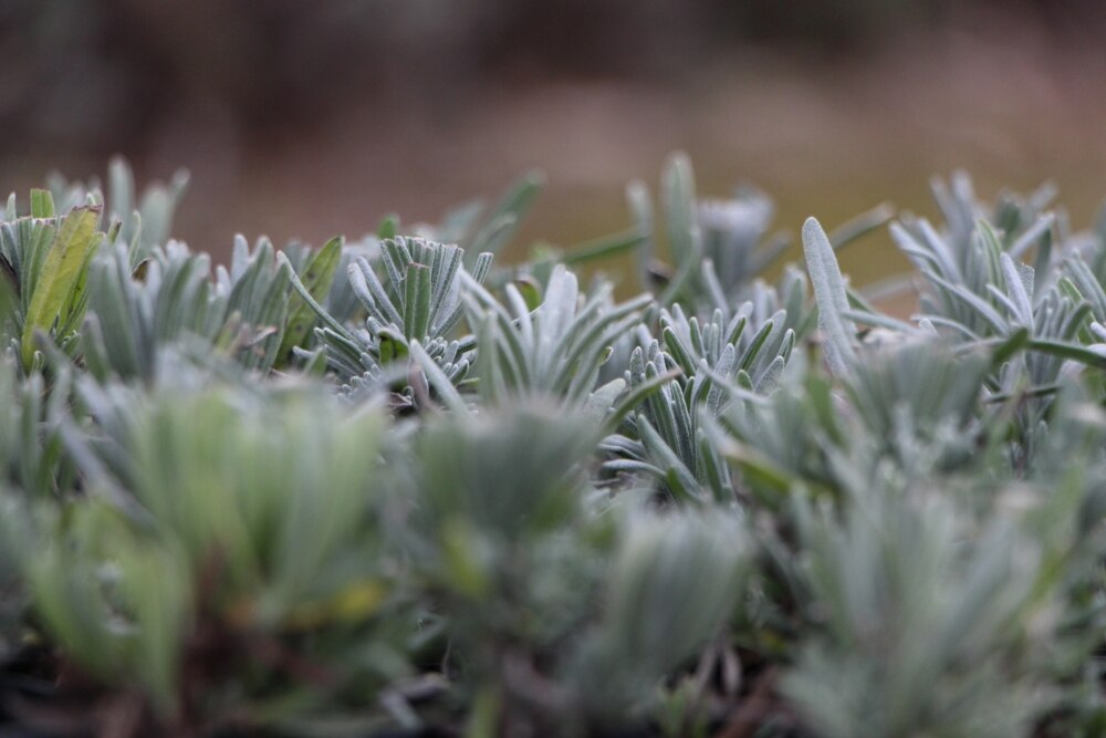 Selling western Victorian lavender around the globe - ABC News