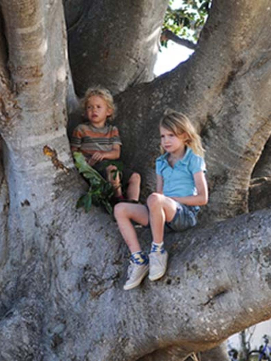 Story of The Tree has roots in Brisbane - ABC News
